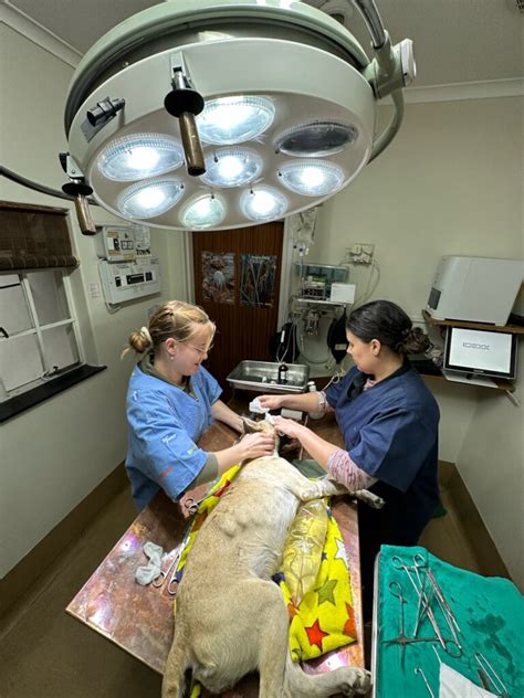 Animal Treatment Fund Globalgiving