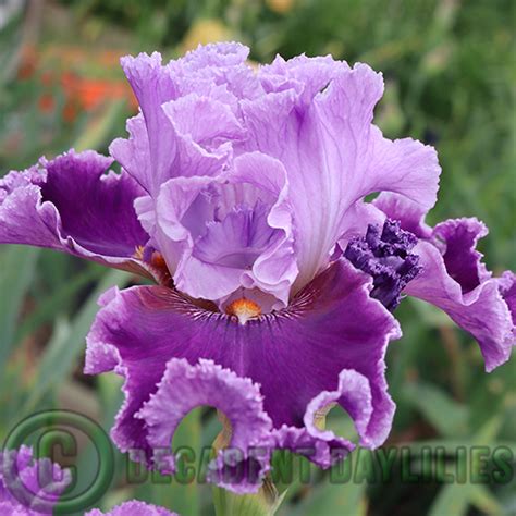 Tall Iris About Town Decadent Daylilies Australia