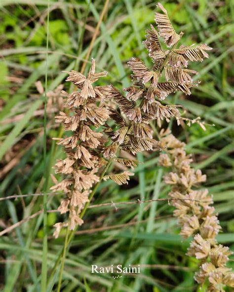Desmostachya Bipinnata Poaceae By Ravi Kant Saini Plants Of Rajasthan