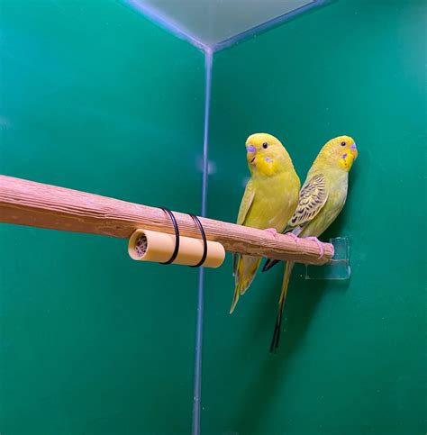 Red Mite Trap Red Mite Detection System Protect Birds And Poultry P