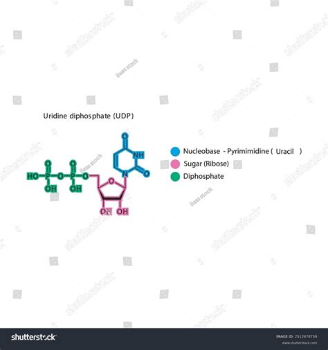 Uridine Diphosphate Udp Skeletal Structure Schematic Stock Vector Royalty Free 2512478759