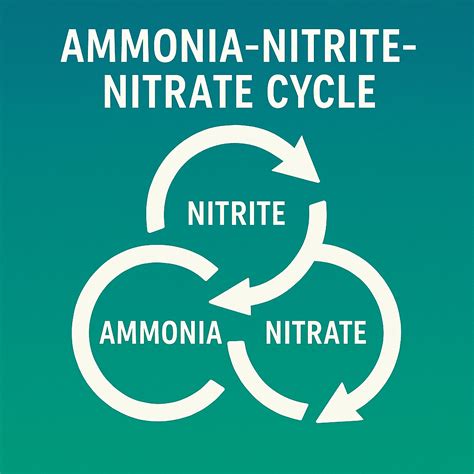 Aquarium Nitrogen Cycle Guide Ammonia Nitrite Nitrate Explained