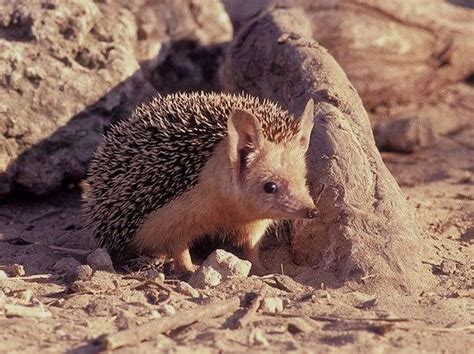 Рідкісні тварини Рідкісні тварини