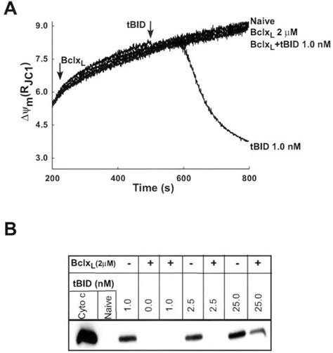 Inhibition Of Tbid Induced M Loss And Cytochrome C Release By Bcl X L
