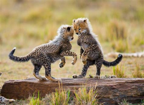 Cute Cheetah Cubs Fighting