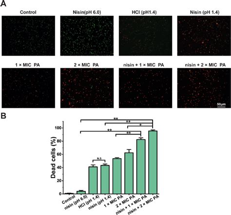 Live Dead Baclight Staining Of E Coli O157 H7 Cells Exposed To Nisin Download Scientific