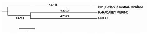 Dendrogram Constructed Following Neis Minimum Genetic Distances Among