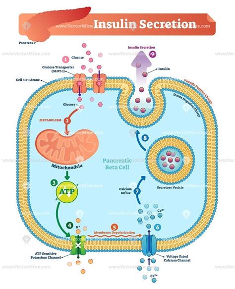 Insulin Secretion Vector Illustration Vectormine Biochemistry