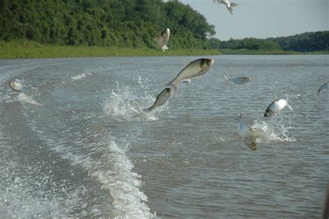 Invasive Carp Deterrent Project Moves Ahead Friends Of The