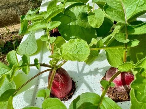 Deep Water Culture DWC Hydroponicway