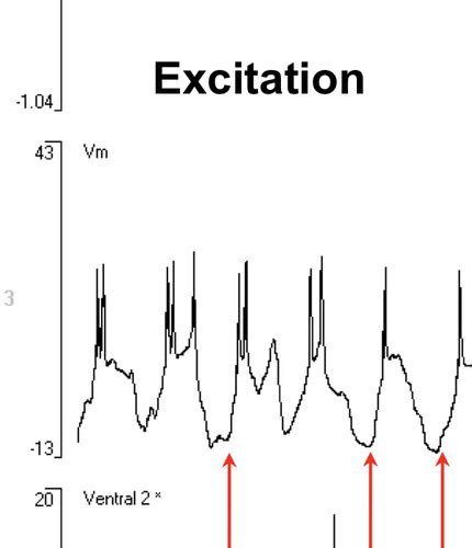 Synapse 1 2 Flashcards Quizlet