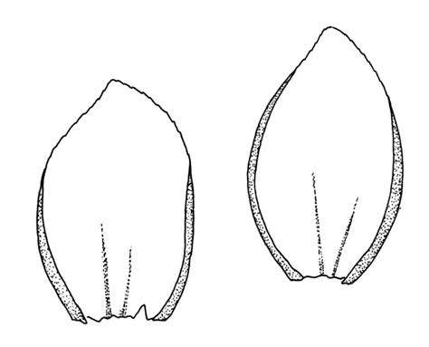 Flora Of New Zealand Taxon Profile Hylocomium Splendens