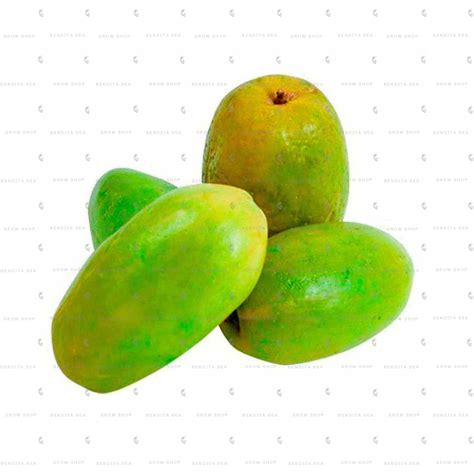 Comprar Semillas De Badea Fercon Bendita Sea Growshop