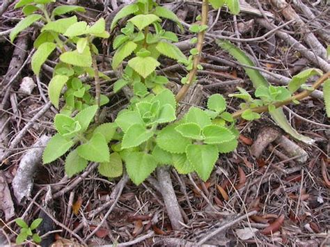 Barbados Flora And Fauna Broad Leaf Thyme