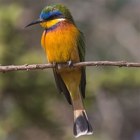 Bird Watching In Africa Blue Breasted Bee Eater Merops Variegatus