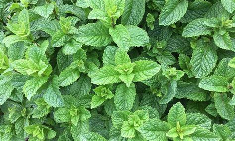 Spearmint Vs Peppermint What Is Difference And Which One Is Better