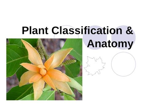 Ppt Plant Classification And Anatomy Dokumen Tips
