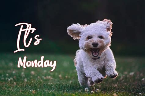 100 Happy Monday S And Images Animated Wishes Boomsumo