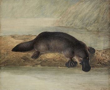 Platypus Classification Adaptations And Facts