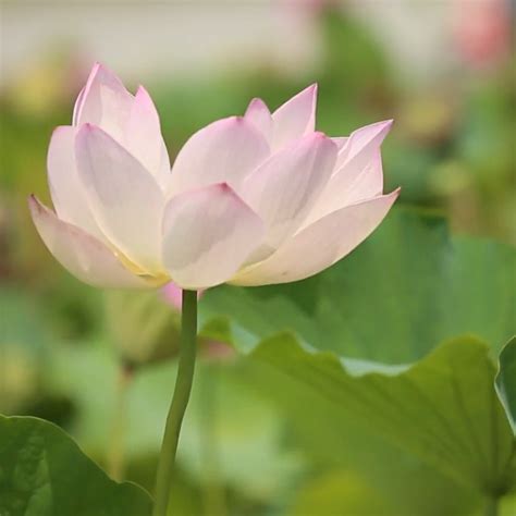 Smcr Policy And Compliance Pimfa