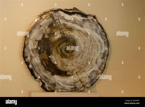 Cross Section Of Large Tree Shown Concentric Rings Stock Photo Alamy