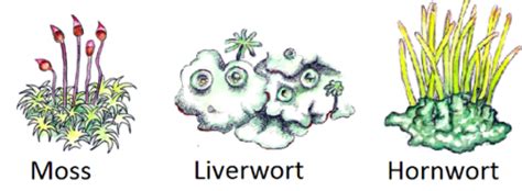 Plant Diversity Flashcards Quizlet