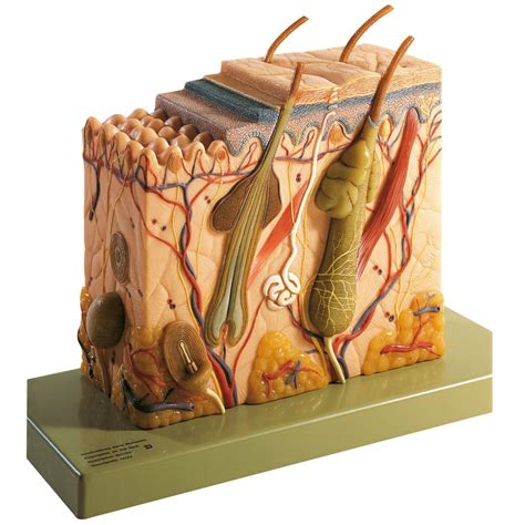 Somso Models Labeled At Jaime Elwood Blog