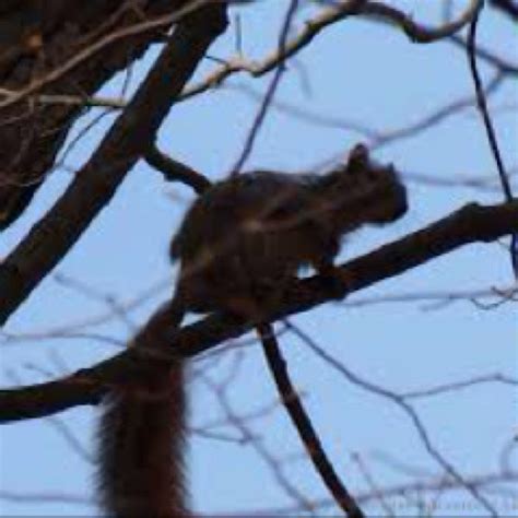 Squirrel Project Noah