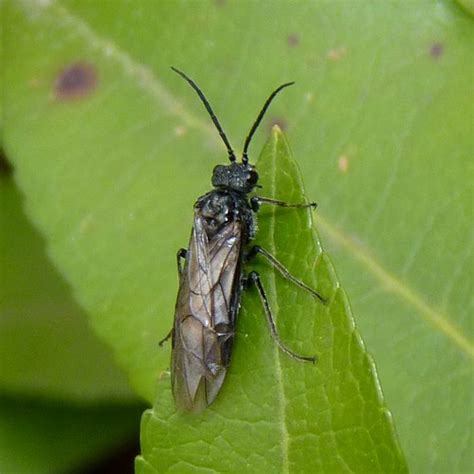 Hymenoptera Families Flashcards Quizlet