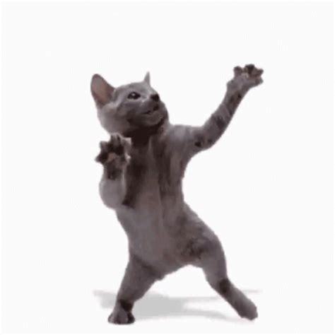 Cat Cat Dance  Cat Catdance Dance Discover And Share S Meme