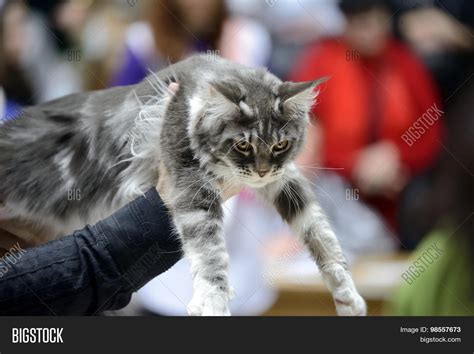 Silver Classic Tabby Image Photo Free Trial Bigstock