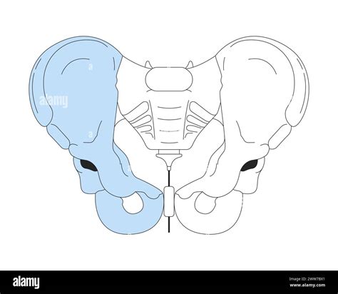 Pelvis Bone Anatomy 2d Linear Cartoon Object Stock Vector Image And Art Alamy