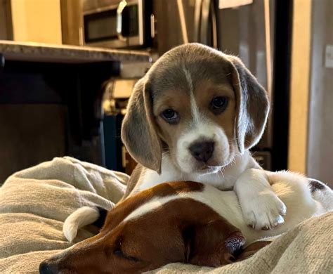 Leslie Beagles Beagle Puppies For Sale In Harrison Ar Akc Marketplace