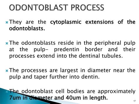 Ppt Dentin Powerpoint Presentation Free Download Id835637