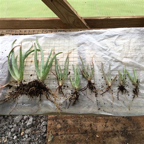 Windy Acres Diary Repotting Aloe