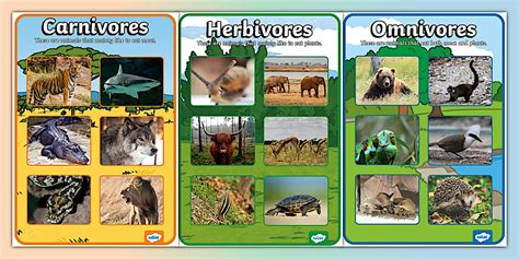 Carnivore Herbivore And Omnivore Photo Display Posters