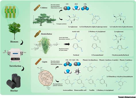 Towards Gene Editing And Torrefaction Pretreatment For Biochar Functionalization Trends In