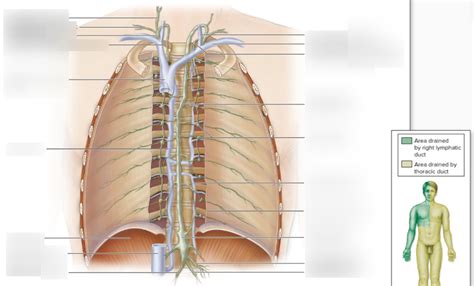 Lymphatic System Diagram Quizlet