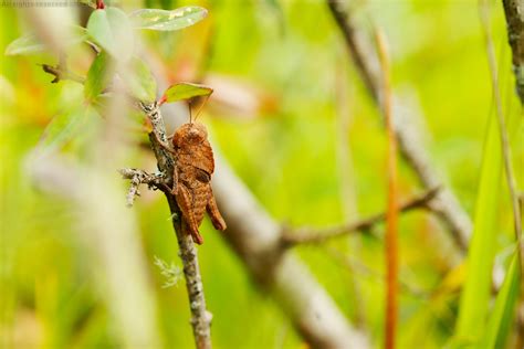 西南虫记·新平·磨盘山·20190717 1 哔哩哔哩