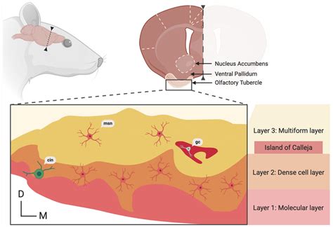 Neurochemical Organization Of The Ventral Striatums Olfactory Tubercle
