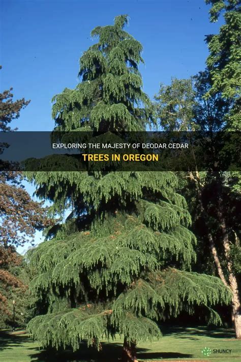 Exploring The Majesty Of Deodar Cedar Trees In Oregon Shuncy