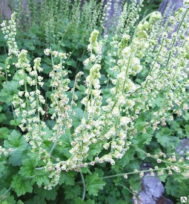 Теллима крупноцветковая (Tellima grandiflora) 5л купить за 450 руб./шт ...