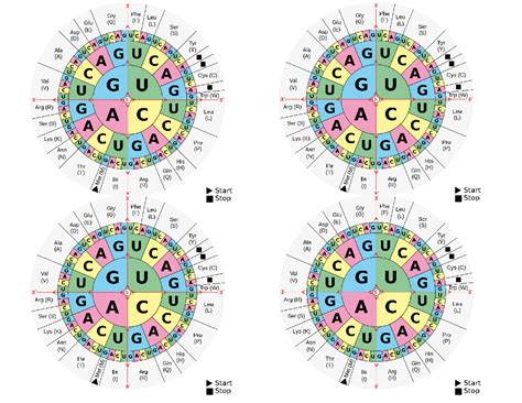 Codonn Codon For Dna Biology Studocu