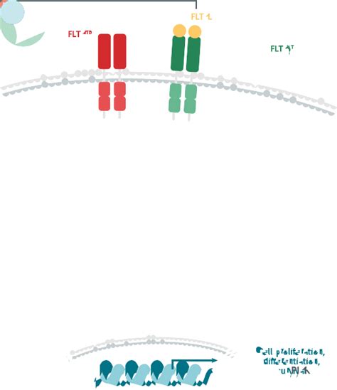 Htrf Human Total Flt3 Detection Kit 500 Assay Points Revvity