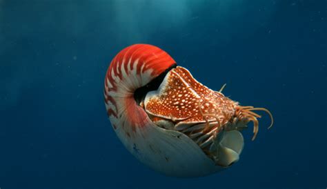 Chambered Nautilus