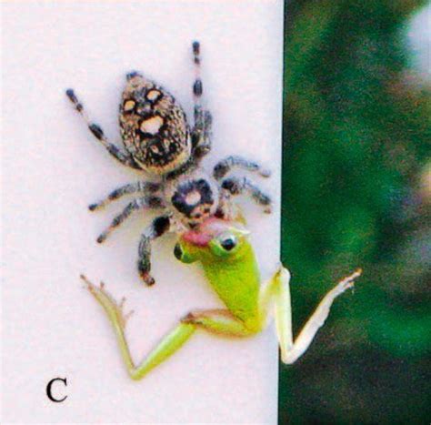 Photos Jumping Spiders Eat Frogs Lizards Bigger Than They Are Ibtimes