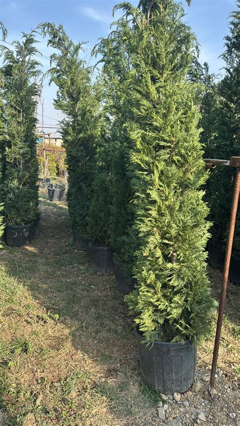 Green Grass მწვანე გაზონი Gldani