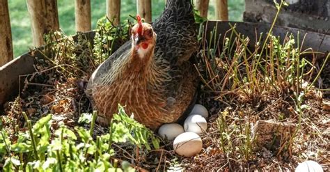 Creative Chicken Nesting Box Ideas Archives Vevor Blog