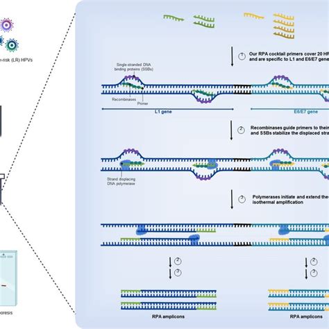 Schematic Illustration Of Rpa And Multiplex 2 Gene Amplification Download Scientific Diagram