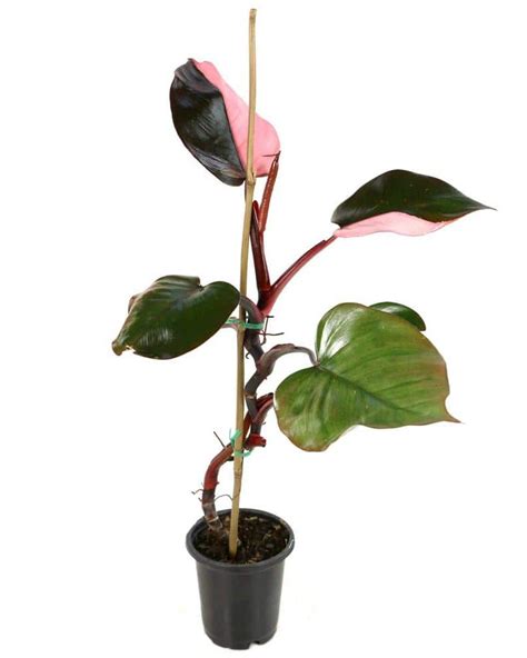 Pink Princess Philodendron Care Growth Propagation Color Tips